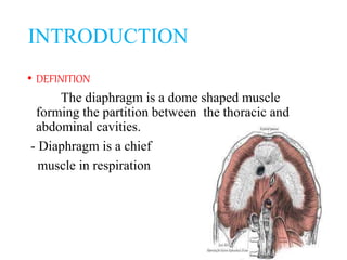 Define Diaphragm