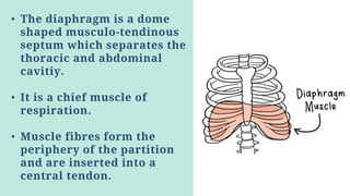 Diaphragm_Sara.pptx
