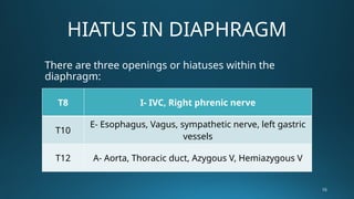 Diaphragmatic imaging: Normal imaging and pathologies | PPTX