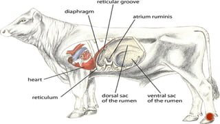 DIAPHRAGMATIC HERNIA IN LARGE ANIMALS.pptx