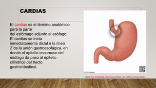 diapo_anatomia-3[1].pptx