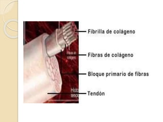 Biomecanica de los tendones y ligamentos | PPTX