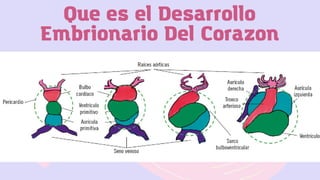 Desarrollo embriologico del Corazón en fetos | PDF