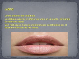 ESTRUCTURA Y RELACIONES DE LA ODONTOLOGÍA EN OTRAS ESPECIALIDADES | PPTX