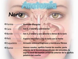 Nariz Y senos Paranasales | PPTX