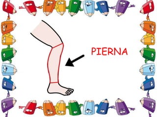 Diapo partes de la pierna | PPTX