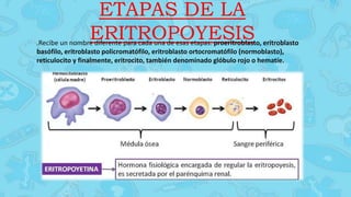 HEMATOPOYESIS Y HERITROPOYESIS FISIOLOGÍA | PPTX