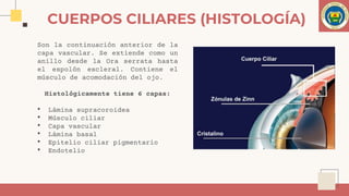 Disección del ojo | PPTX
