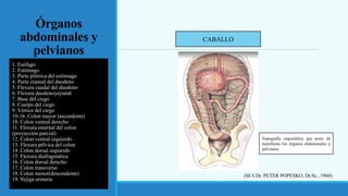 ANATOMÍA TOPOGRÁFICA COMPARADA ENTRE EL EQUINO Y CANINO | PPTX