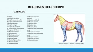 ANATOMÍA TOPOGRÁFICA COMPARADA ENTRE EL EQUINO Y CANINO | PPTX