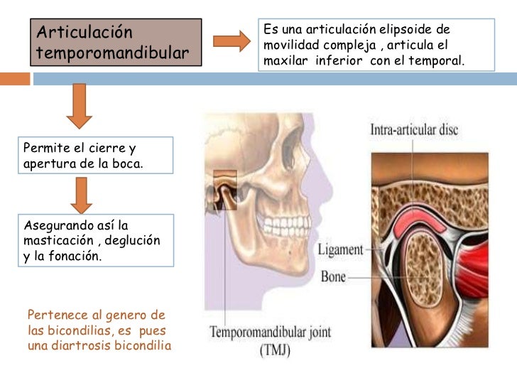 ARTICULACIÓN TEMPOROMANDIBULAR