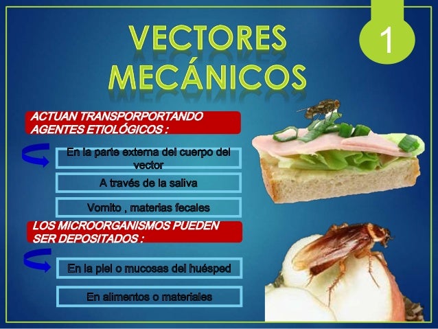 VECTORES MECANICOS Y BIOLOGICOS