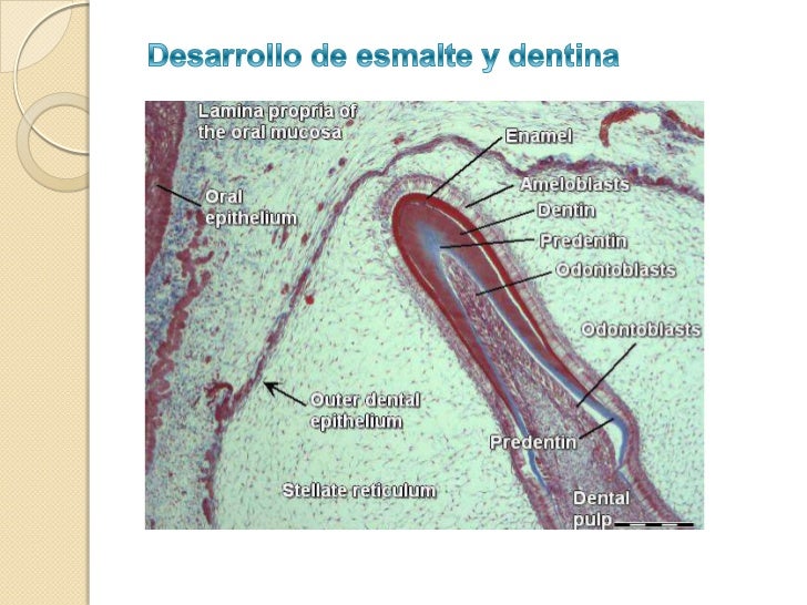 Desarrollo del Esmalte y Dentina
