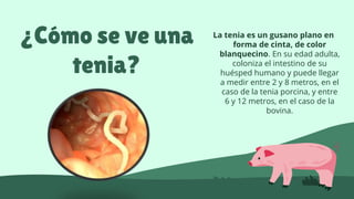 teniasis - parasitologia medicina humana | PPTX