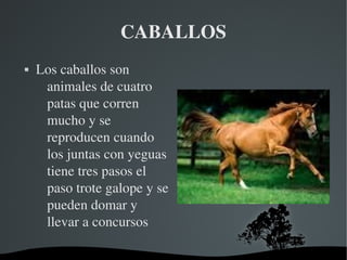 El caballo y sus razas | ODP