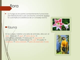 DIAPOSITIVA trabajo monografico los yungas | PPTX