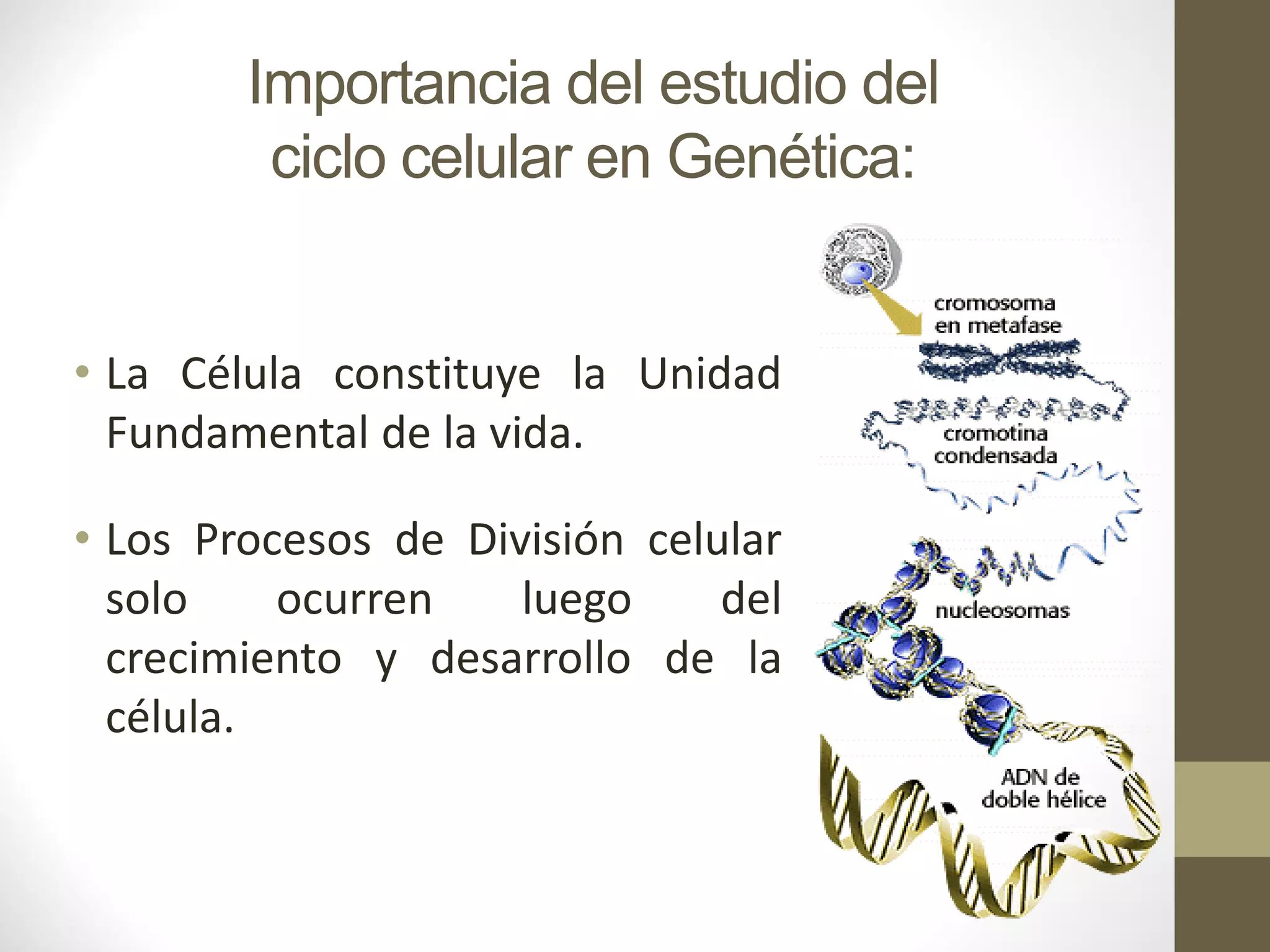 Ciclo Celular y Proceso de División Celular | PPT