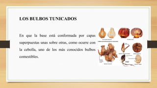 HORTALIZAS DE BULBO | PDF