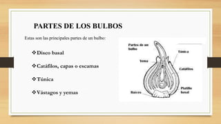 HORTALIZAS DE BULBO | PDF