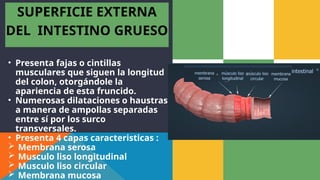 diapositiva anatomia sistema digestivo.pptx