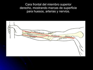 Diapositiva arteria braquial | PPT