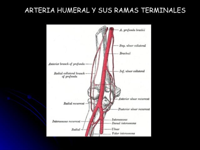 Diapositiva arteria braquial | PPT