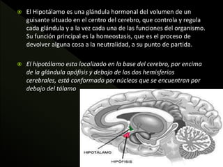 hipotalamo | PPTX