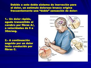 DIAPOSITIVAS_DE_FISIOLOGIA_DEL_DOLOR.ppt