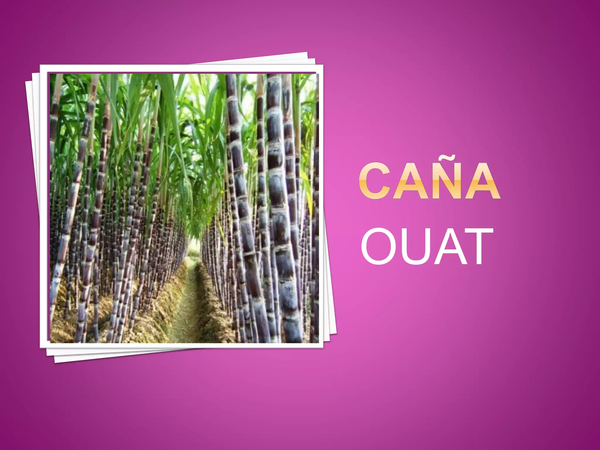 Diapositiva de frutas y verduras | PPT