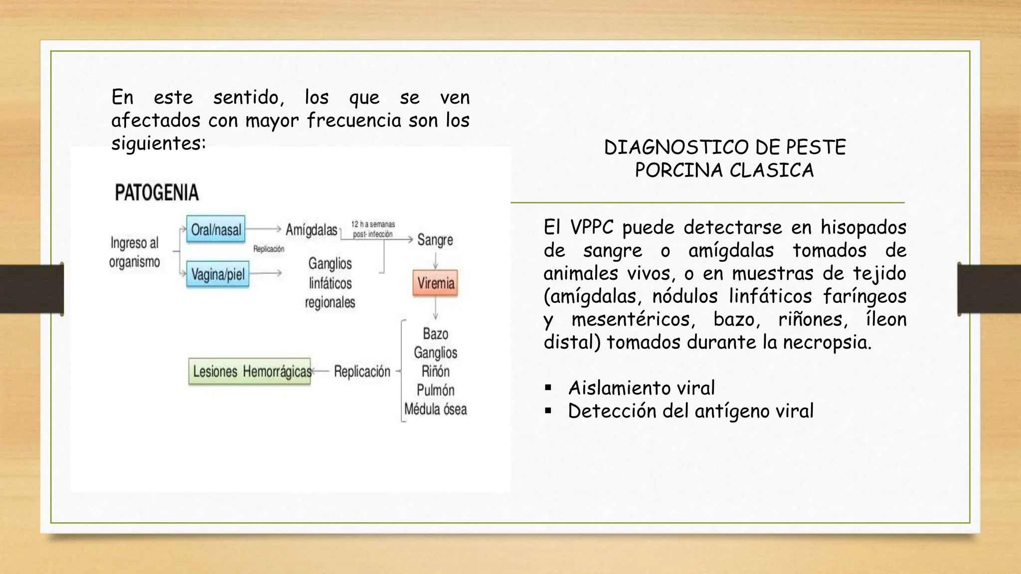 DIAPOSITIVA DE PESTE PORCINA CLASICA-2 (1).pptx