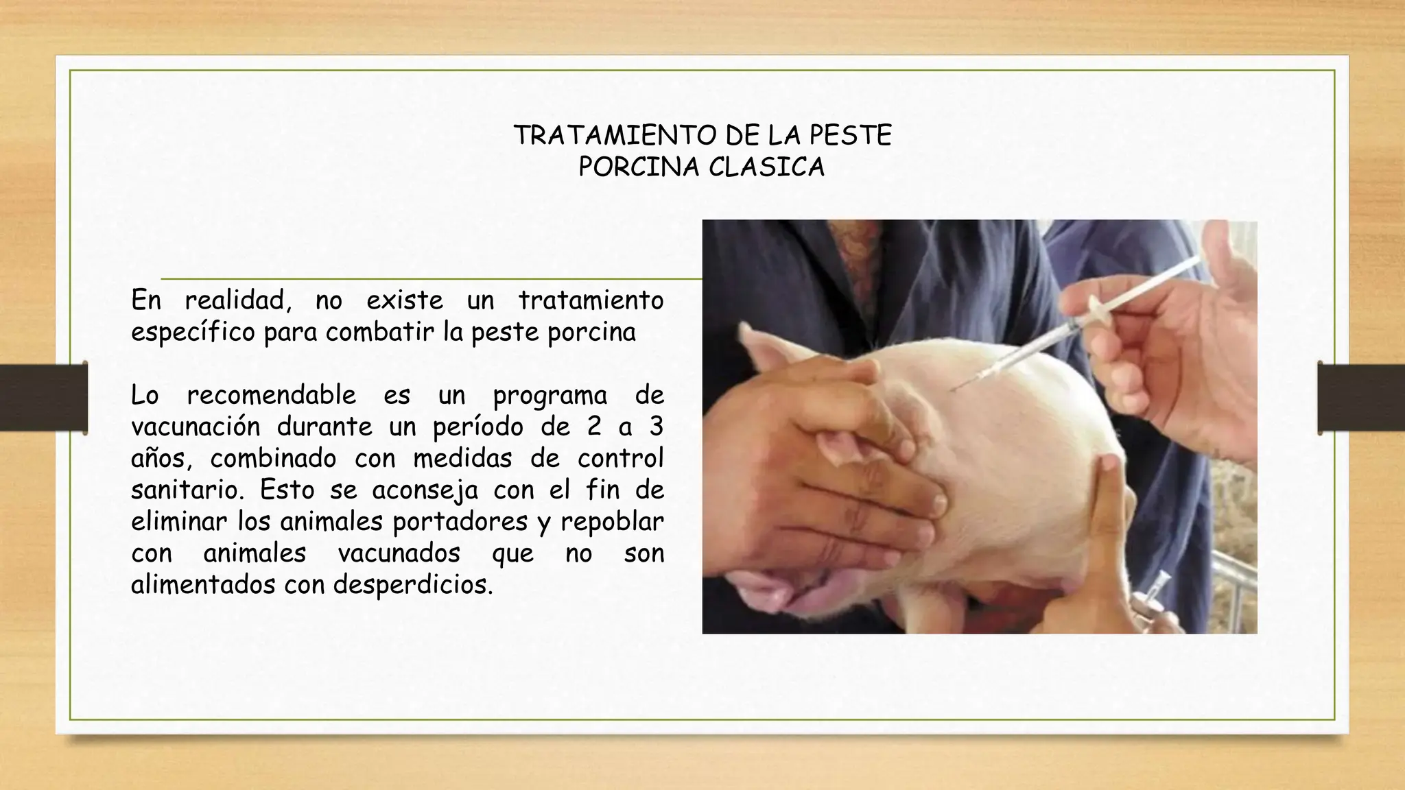DIAPOSITIVA DE PESTE PORCINA CLASICA-2 (1).pptx