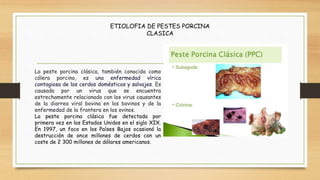 DIAPOSITIVA DE PESTE PORCINA CLASICA-2 (1).pptx