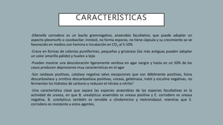 DIAPOSITIVA EIKENELLA CORRODENS.pptx