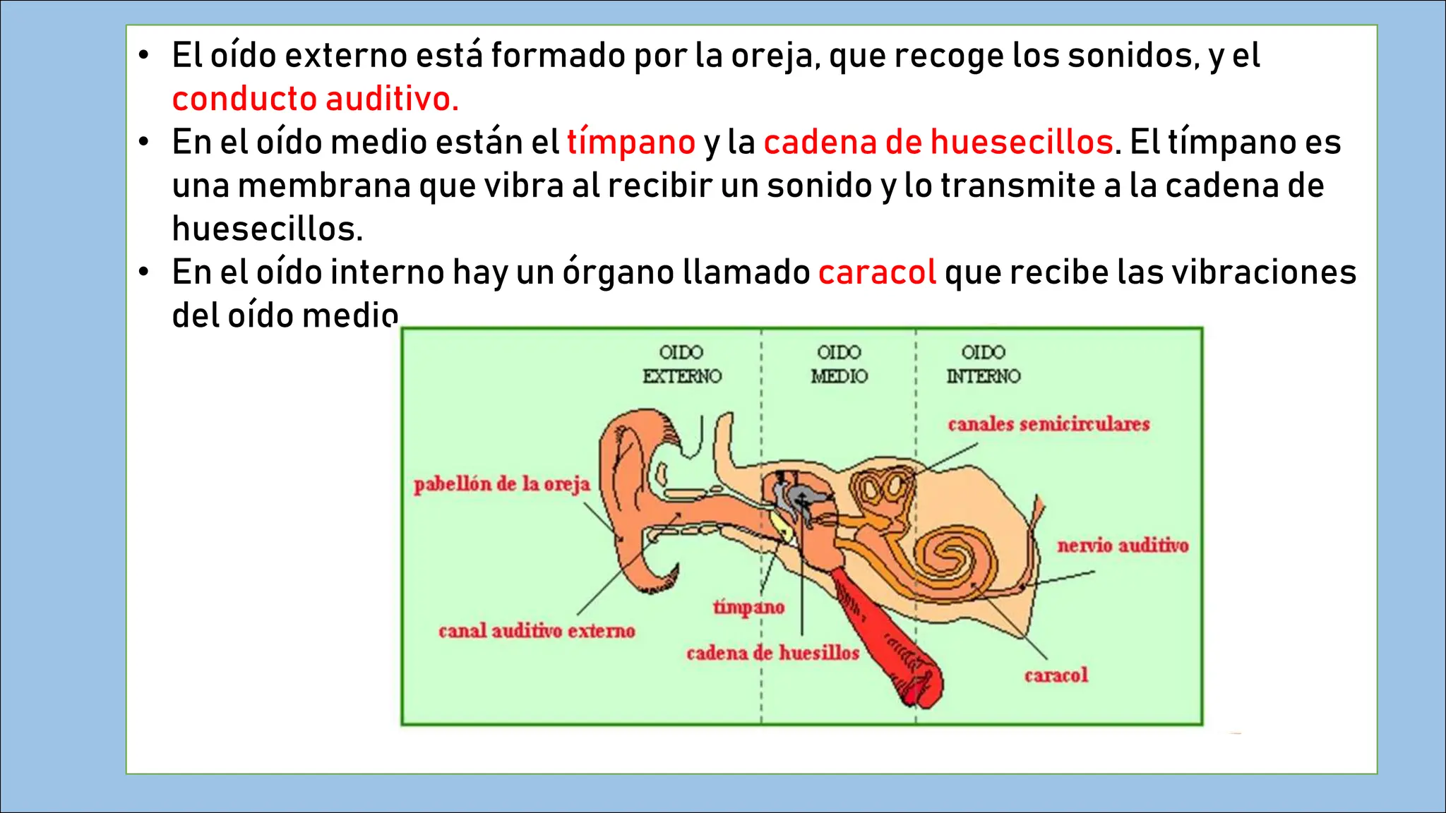 DIAPOSITIVA EL OÍDO Y SUS PARTES (1).pptx