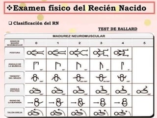 Examen físico del recién nacido | PPT