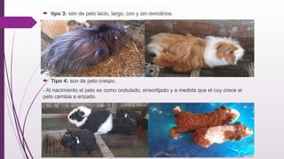 EL CUIDADO DE LOS CUY Y SUS CUIDADOS Y SUS PROTIENAS | PPTX