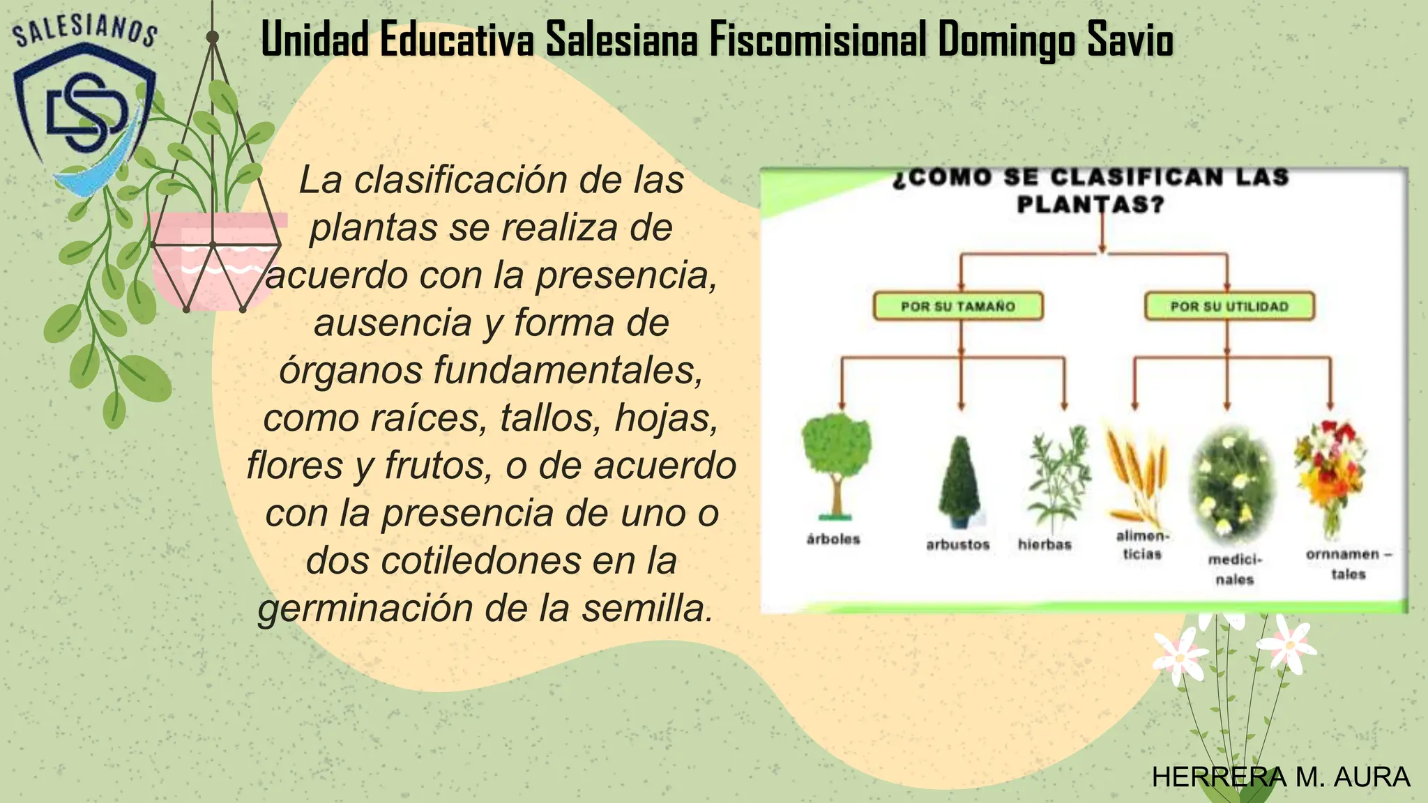 CCNN-clasificacion-de-las-plantas-egb.pptx