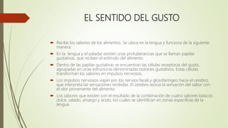 Diapositiva los órganos de los sentidos y sus cuidados | PPTX