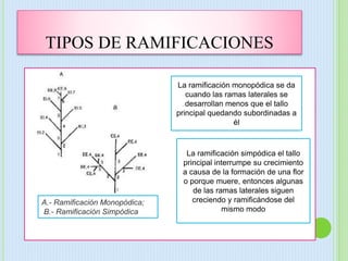 Diapositiva Mara Pptx
