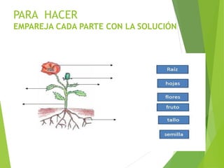 Diapositiva partes de la planta | PPTX