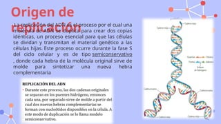 Diapositiva Replicaciónd el ADN MATERIAL | PPTX