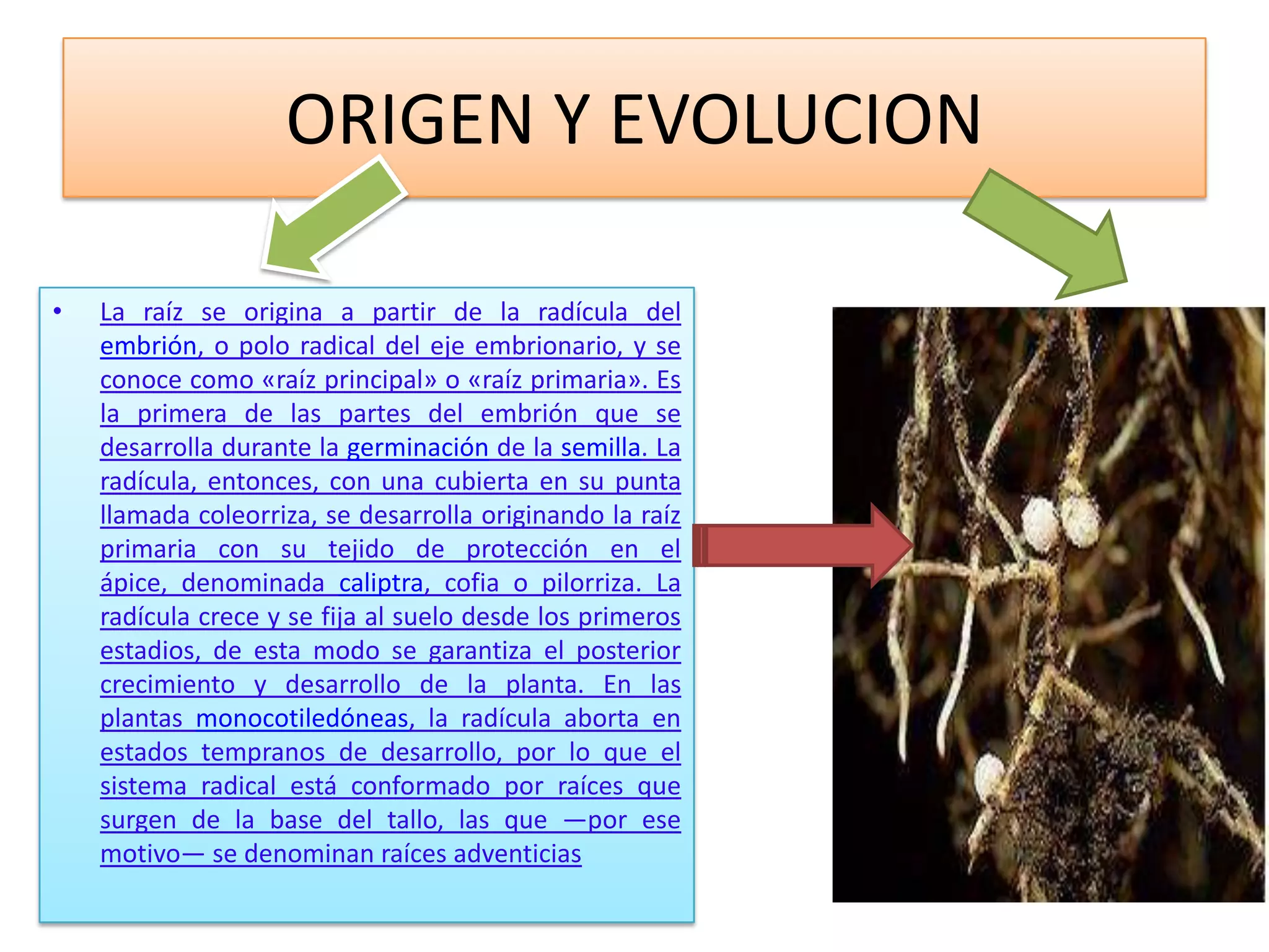 Diapositivas sobre la raíz | PPTX