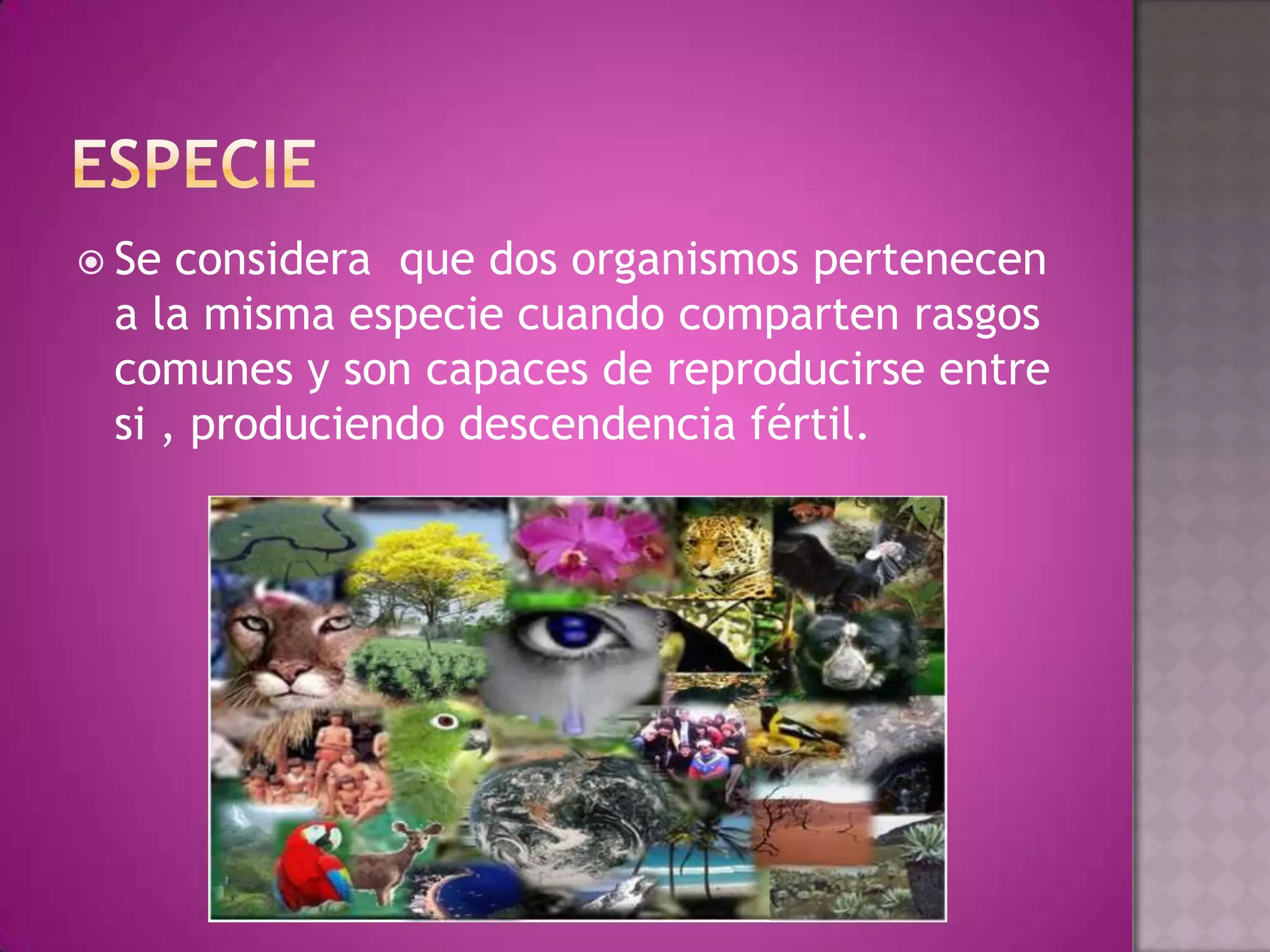 Diapositivas sobre el MEDIO AMBIENTE Y RELACIÓN CON LOS SERES VIVOS | PPTX