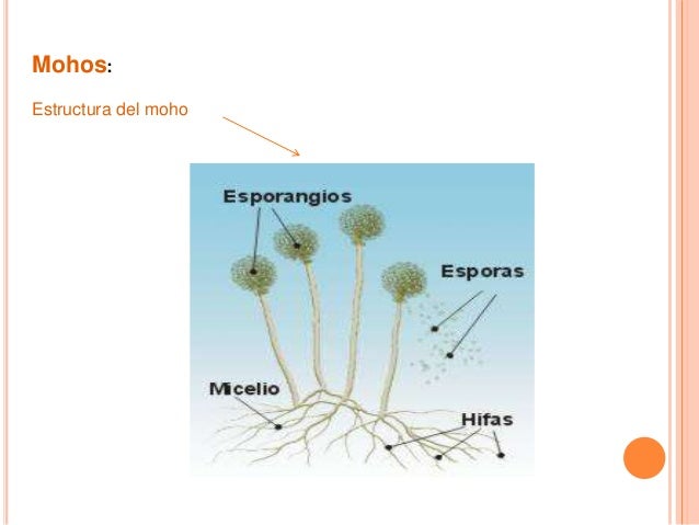 Los Cinco Reinos De La Naturaleza