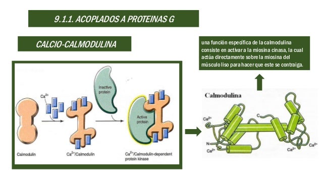 FISIOLOGIA DEL SISTEMA ENDOCRINO