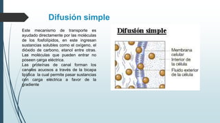 Diapositivas biología-celular- funciones de la membrana y transporte ...