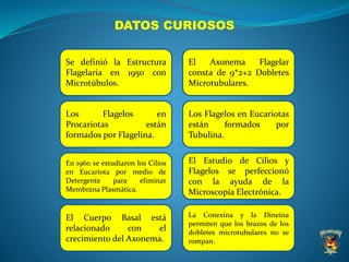 Cuerpos Basales: Cilios y Flagelos - 16 de octubre de 2018. | PPTX