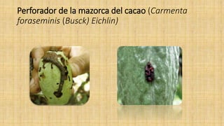 plagas-y-enfermedades-del-cacao | PPTX