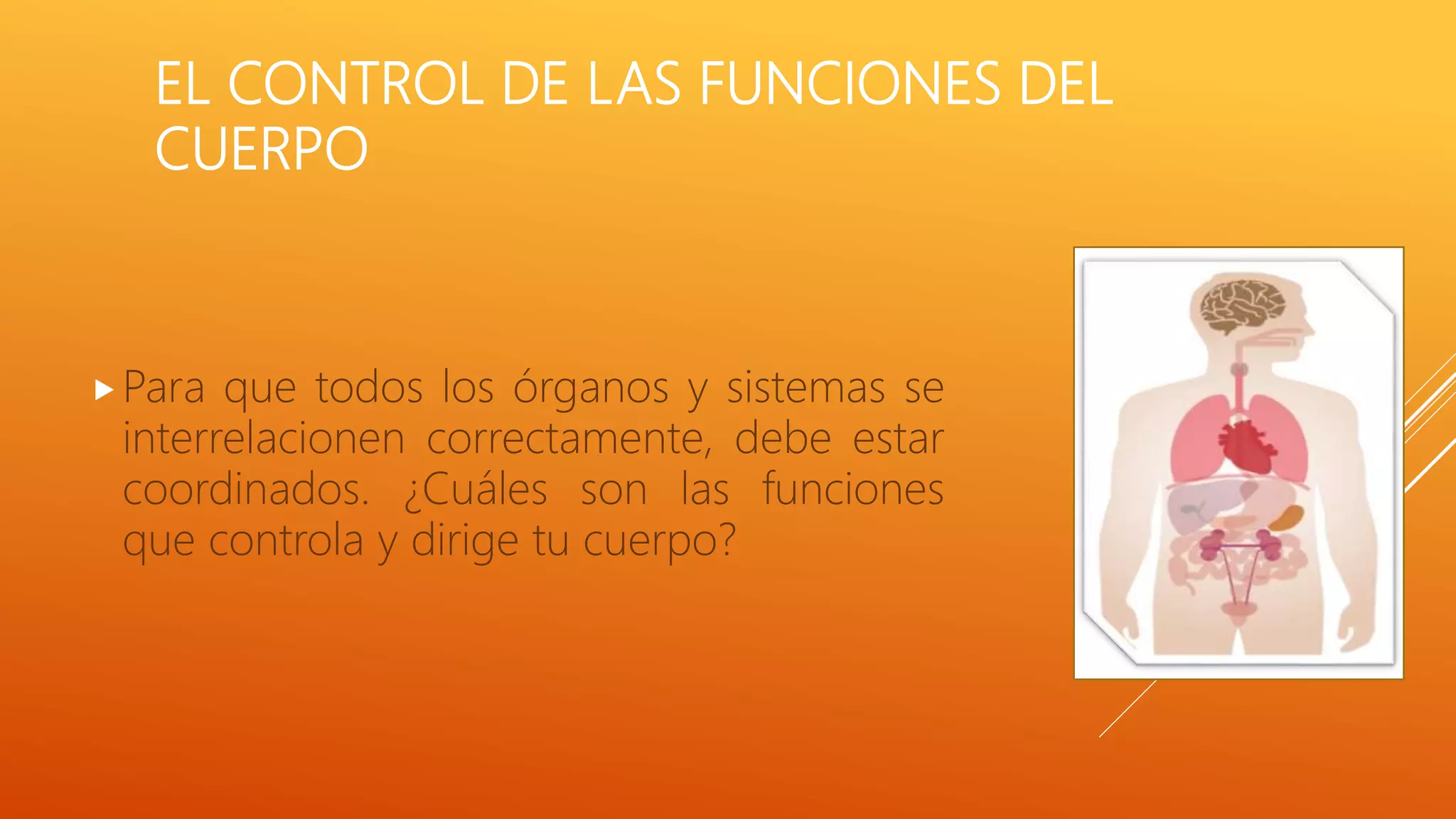 El control de las funciones del cuerpo 6to A-B-C-D (3).pptx