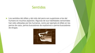 Diapositivas michelle naranjo garcia | PPTX